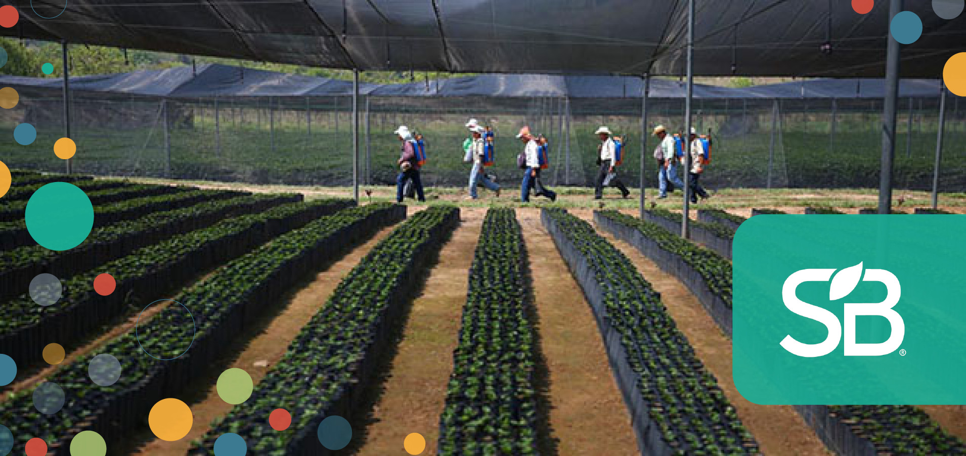 Starbucks Helps Safeguard the Future of Coffee with Pledge to Replant ...