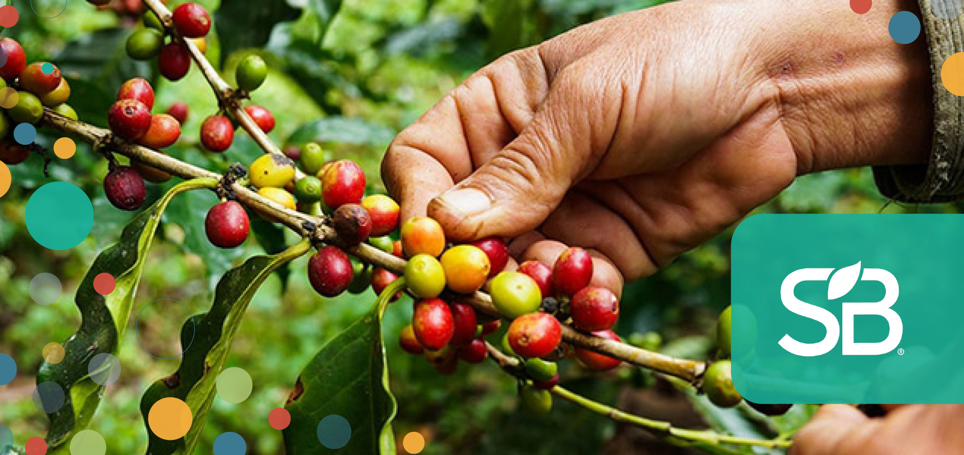 Rainforest Alliance, UTZ Merge to Create Single Agriculture ...