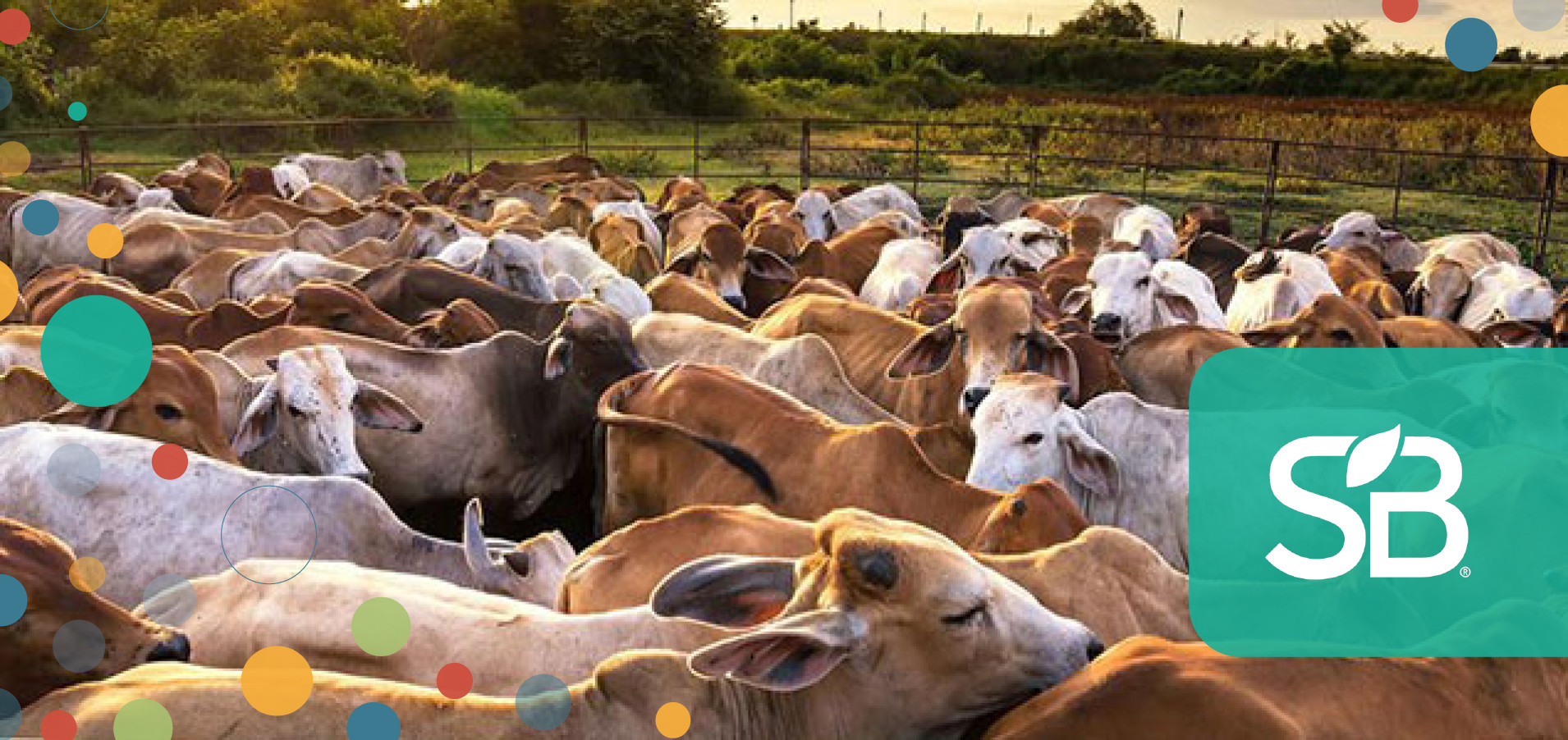 New Natural Nutritional Supplement Could Be Key to ‘Climate-Friendly’ Beef