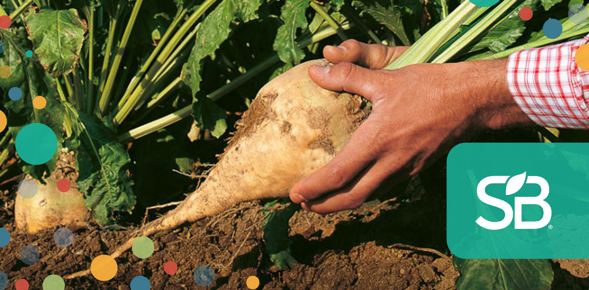 AkzoNobel Partners to Develop Sustainable Cellulose Products from Sugar ...