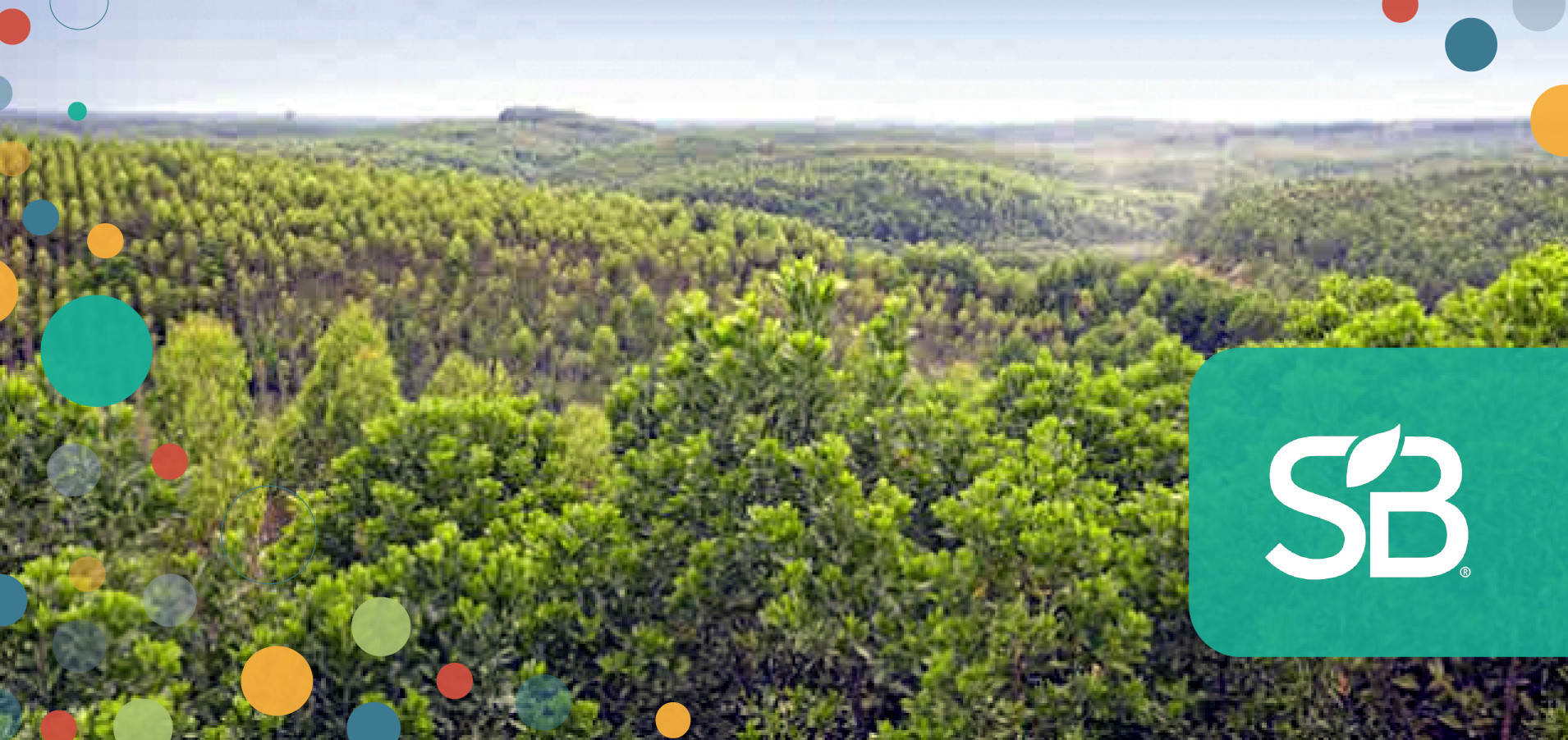 How Forest Restoration Is Turning the Tide on Deforestation