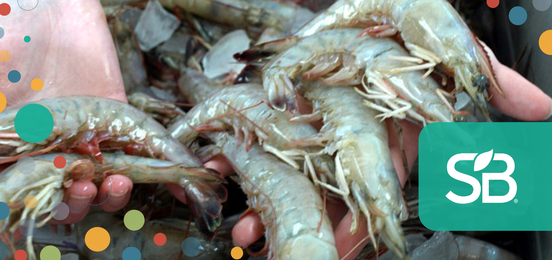 Closed-Loop, Organic Shrimp Farm Could Create Sea Change for Domestic ...
