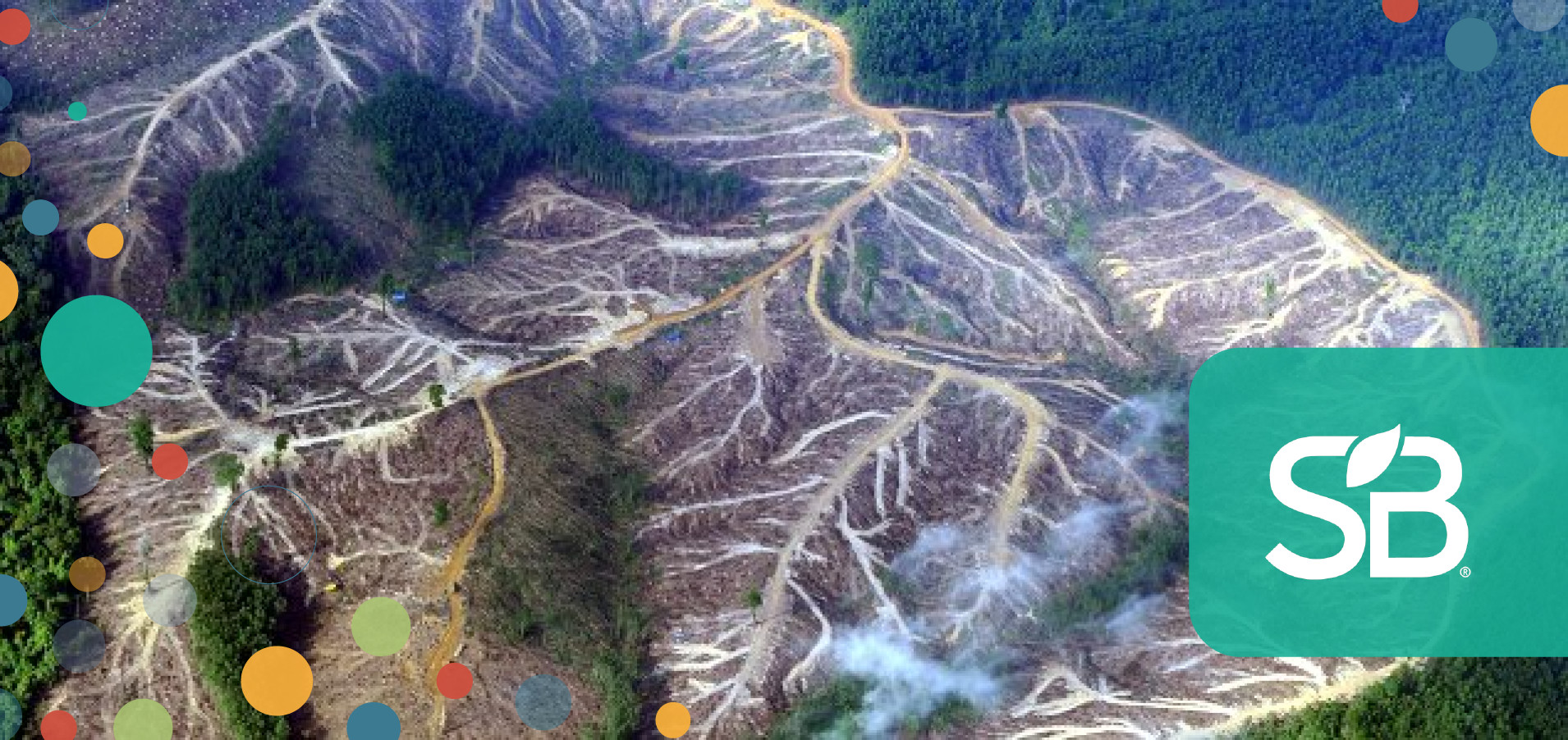 Paper: Definition, Focus, Accountability Needed to Turn Deforestation ...