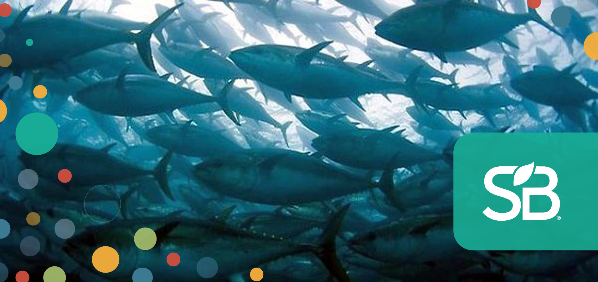Top Mexican Companies Will Abstain from Fishing Pacific Bluefin Tuna ...