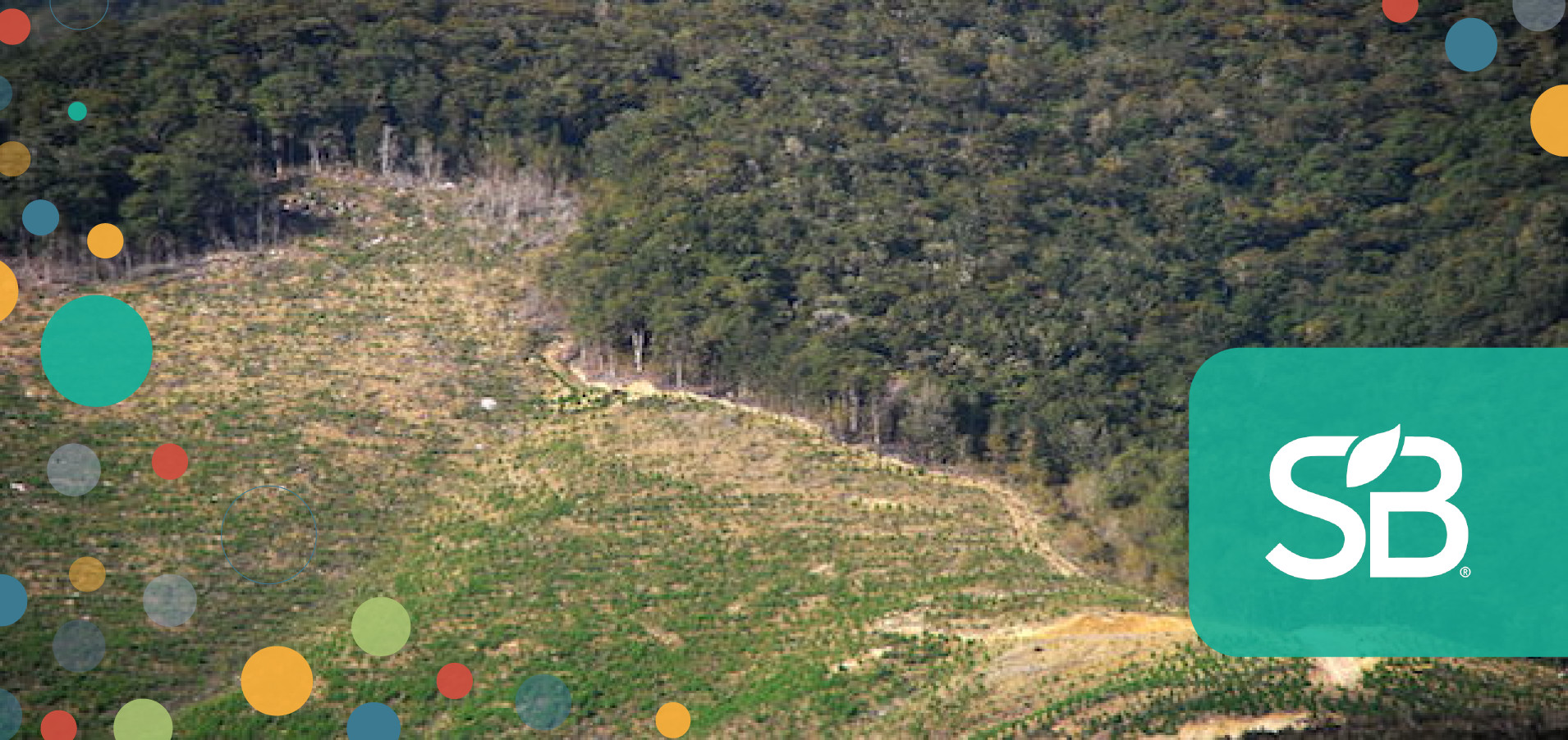 Study: Deforestation Threatens Majority of Amazon Tree Species