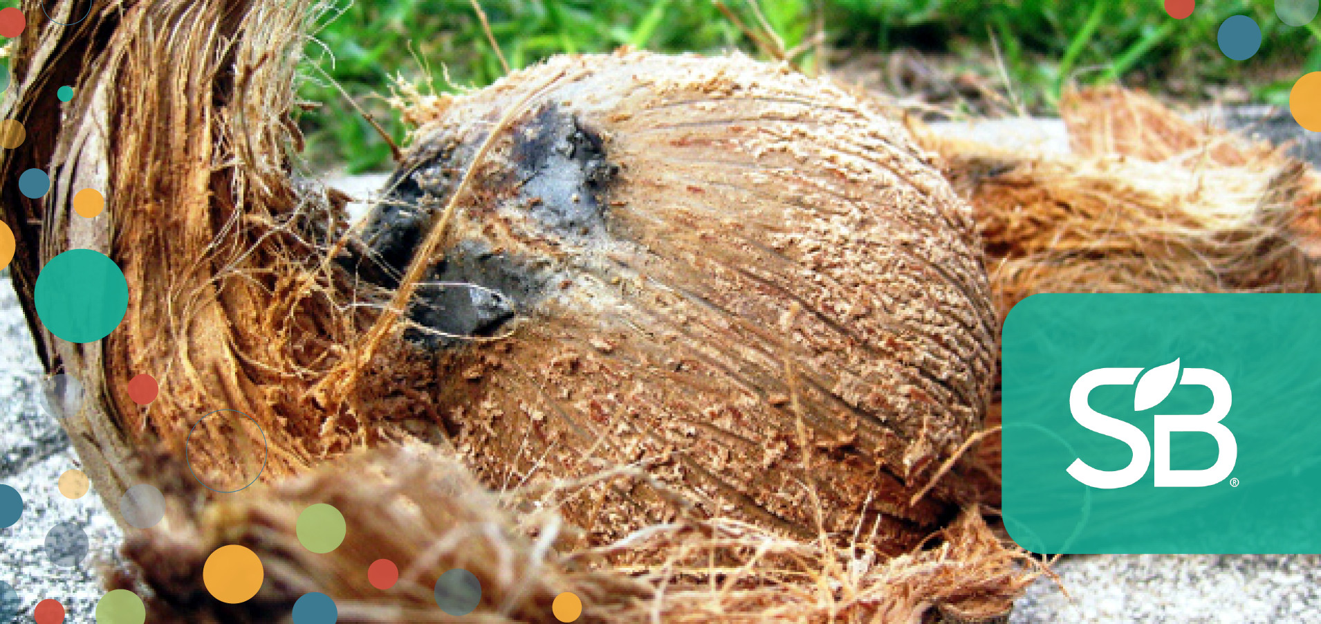 Company Develops Coconut Husk-Based Filters to Treat Wastewater