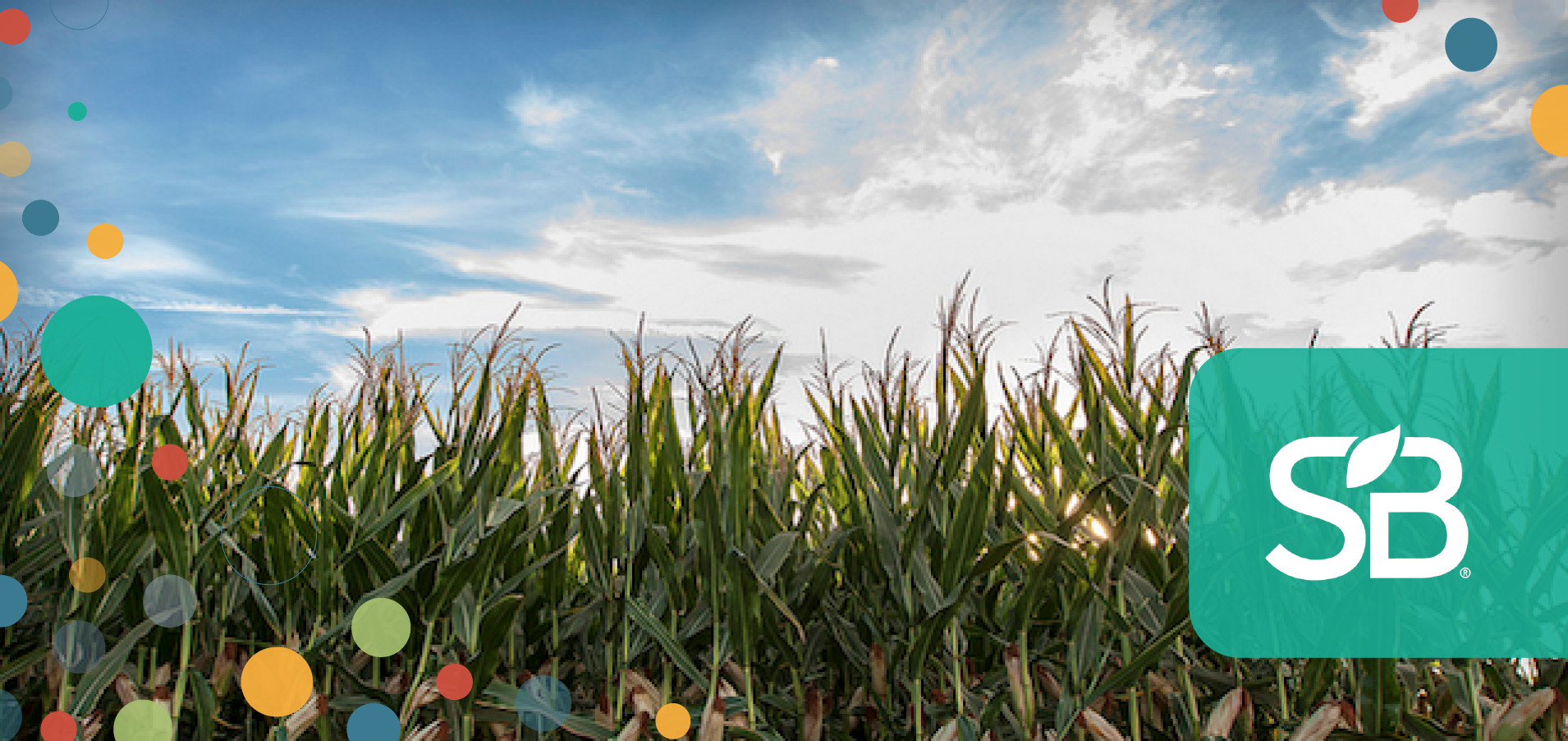 Novozymes, Monsanto Discover Microbes That Can Boost Corn and Soybean ...