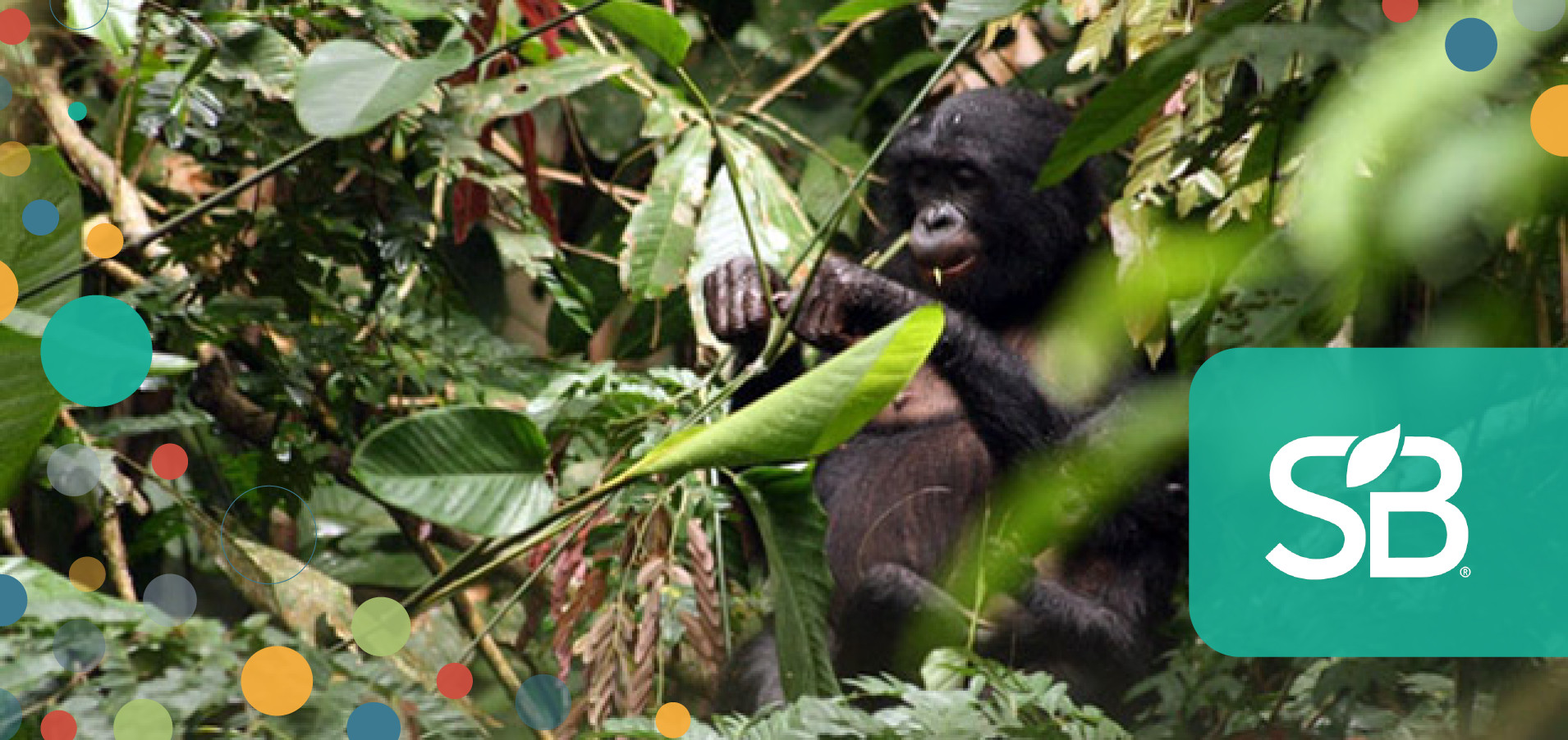 Congo, Wildlife Works Unveil Program to Protect 9M Hectares from ...