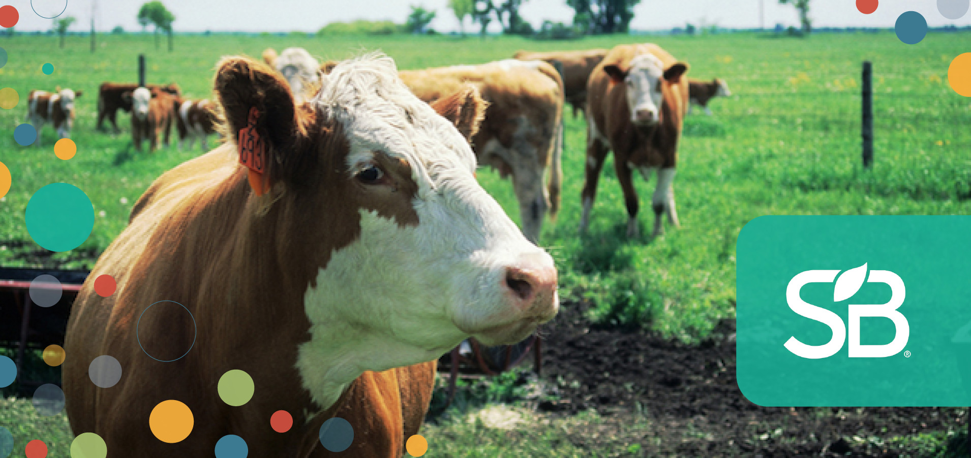 GRSB Approves Global Principles, Criteria for Sustainable Beef