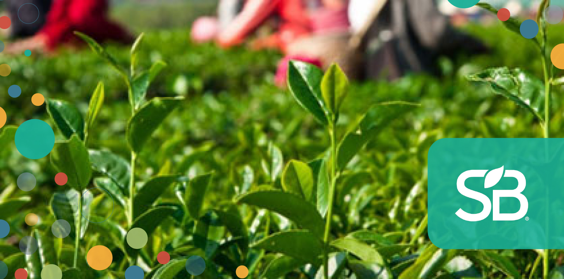 Tata, Unilever Launch Tea 2030 Project