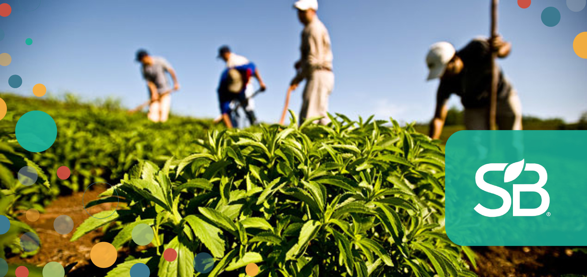 Peruvian Stevia Farm Becomes World's First to Achieve Rainforest ...