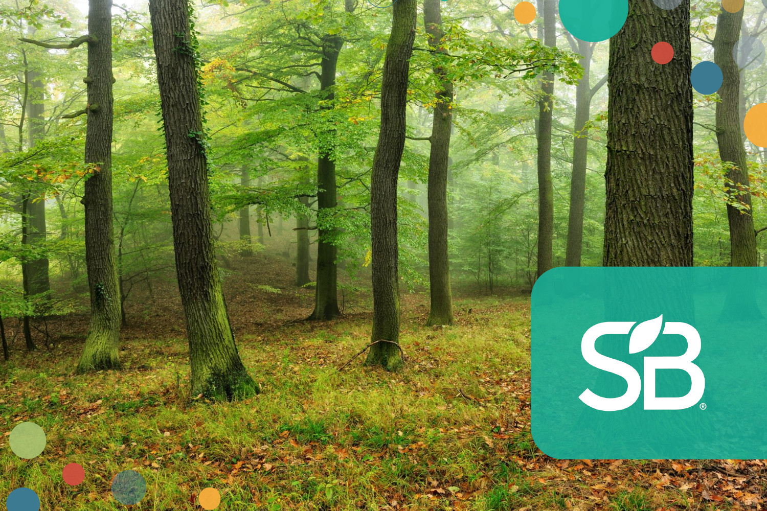 Paper Recycling as a Means of Protecting World Forests