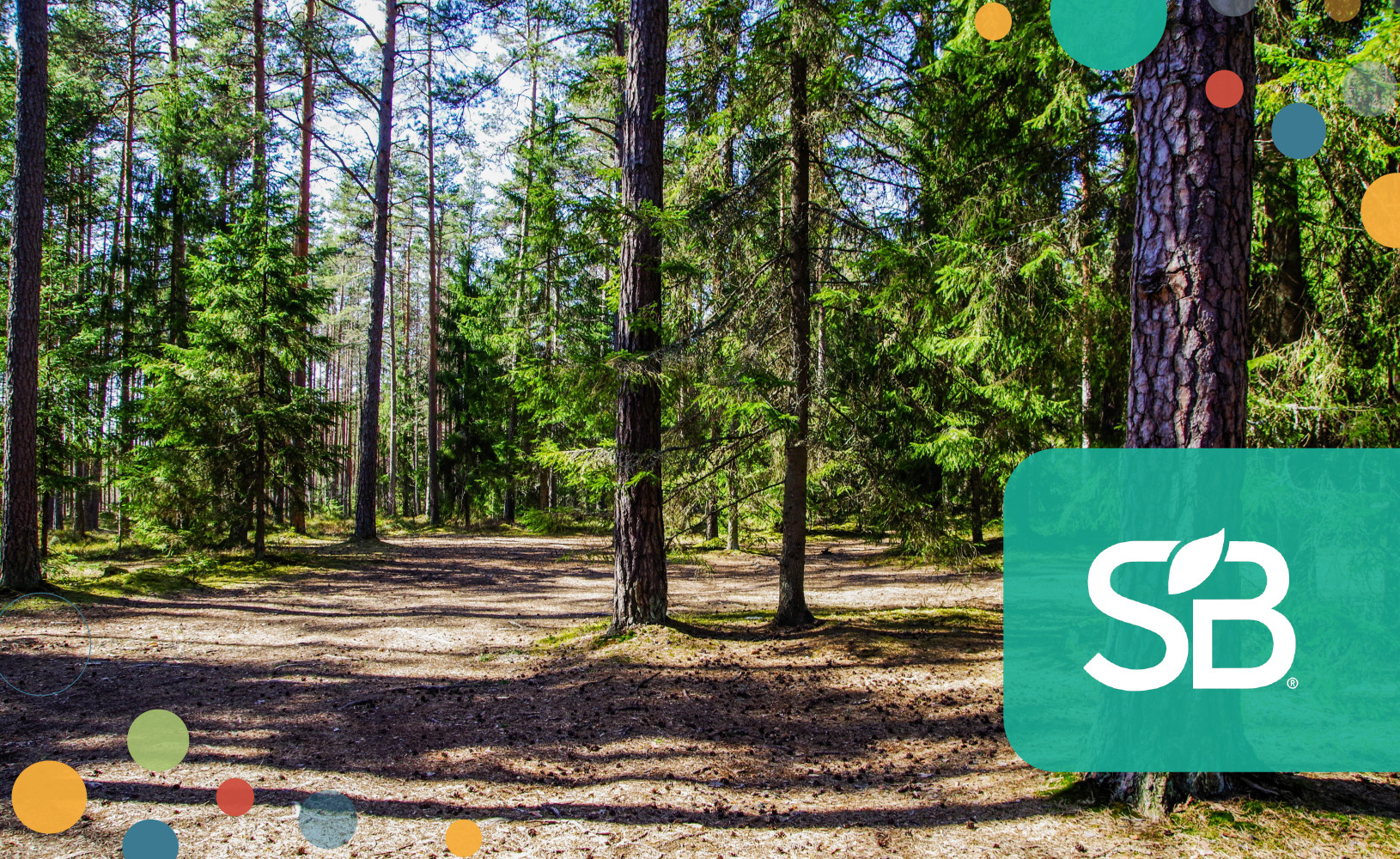 Dove and Conservation International Announce €8.5M Forest-Restoration ...