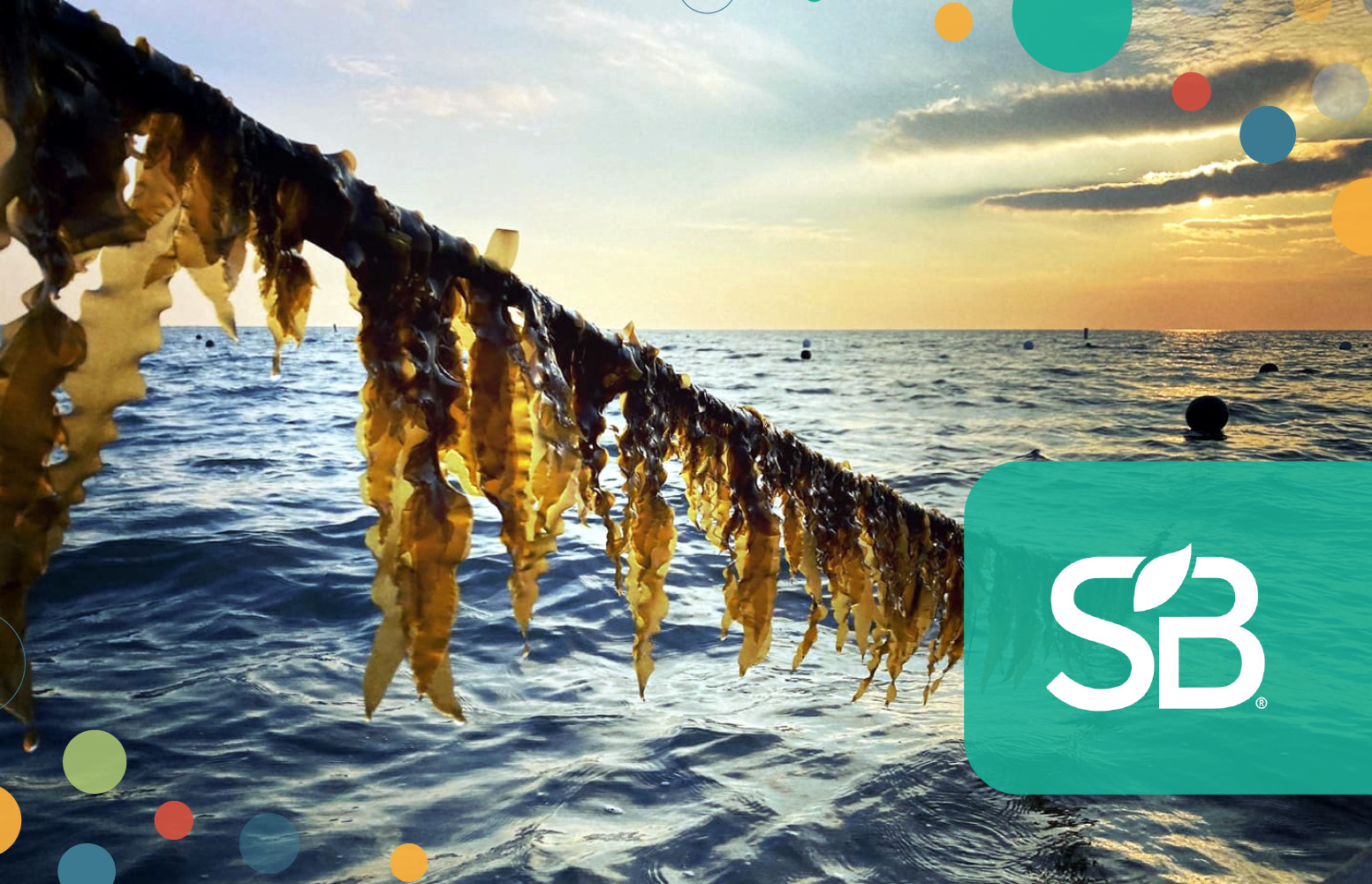 Ready to Kelp: How the ‘Kelp Bill’ Unlocked a Potential Game Changer in ...