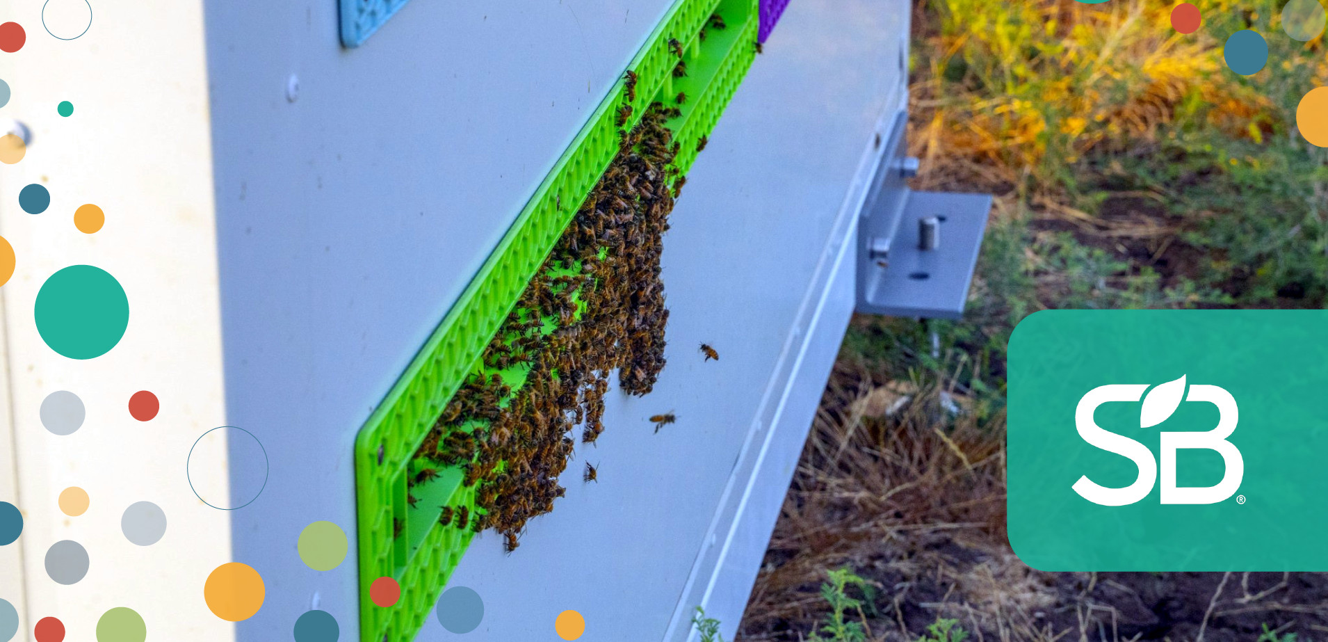 World’s First Robotic Beekeeper on Mission to Repopulate and Protect ...