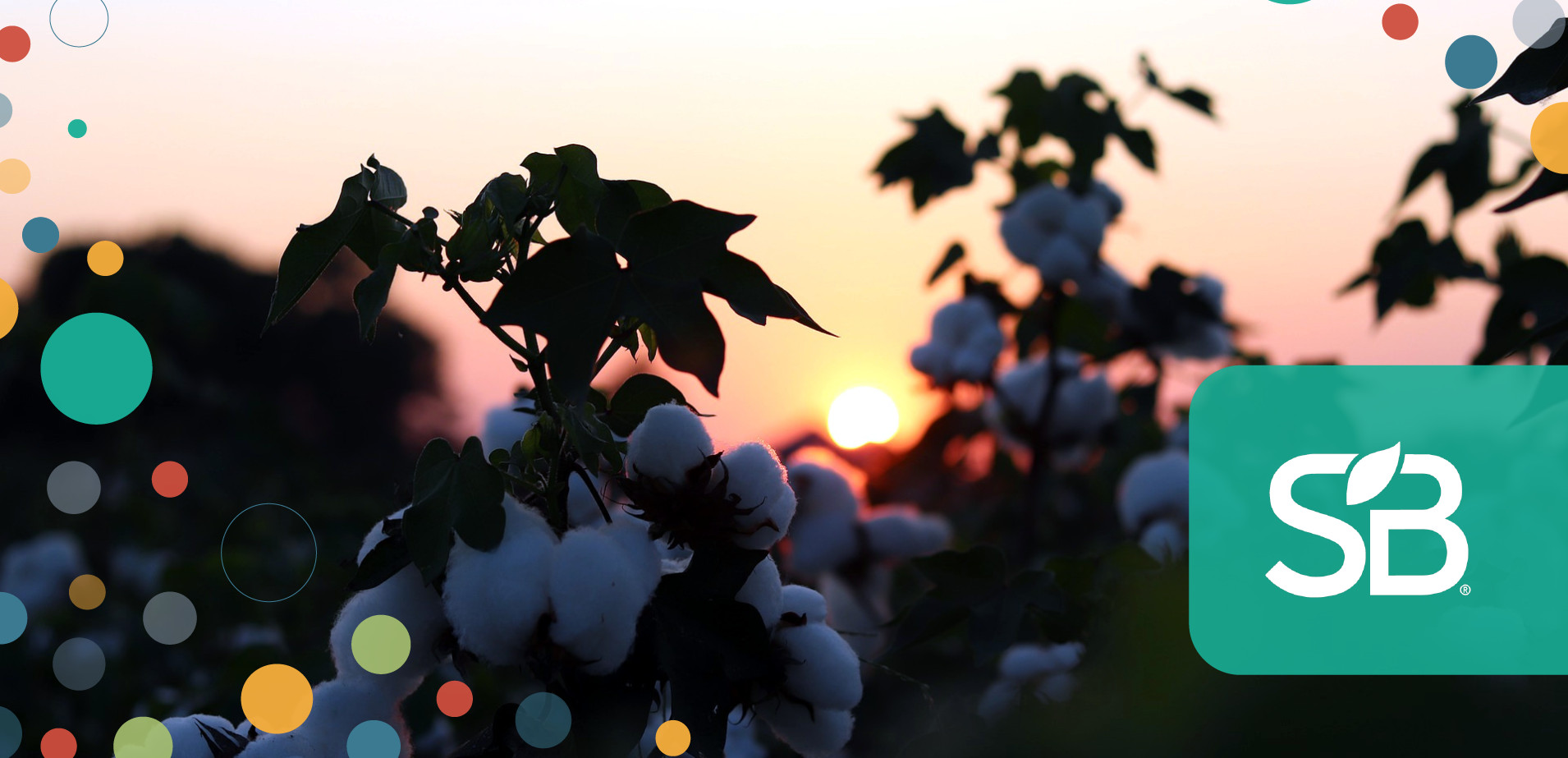 Innovation and Data Driving Sustainability in US Cotton Industry