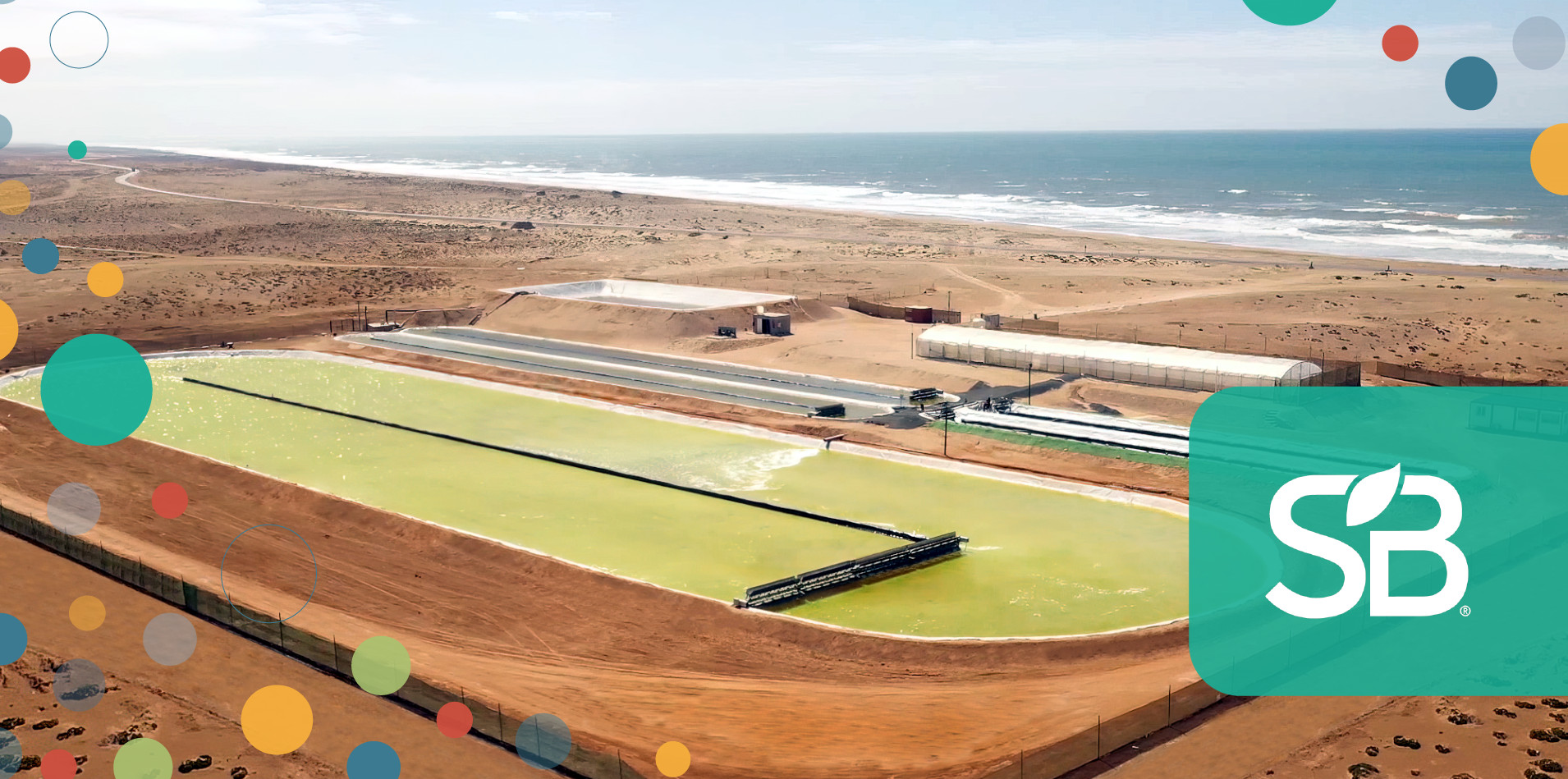 Algae May Be a ‘Brilliant’ Solution for Capturing Carbon at Gigaton Scale