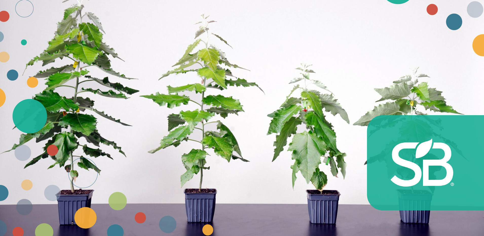 As Forests React to Climate Change, Can Genetically Modified Trees ...