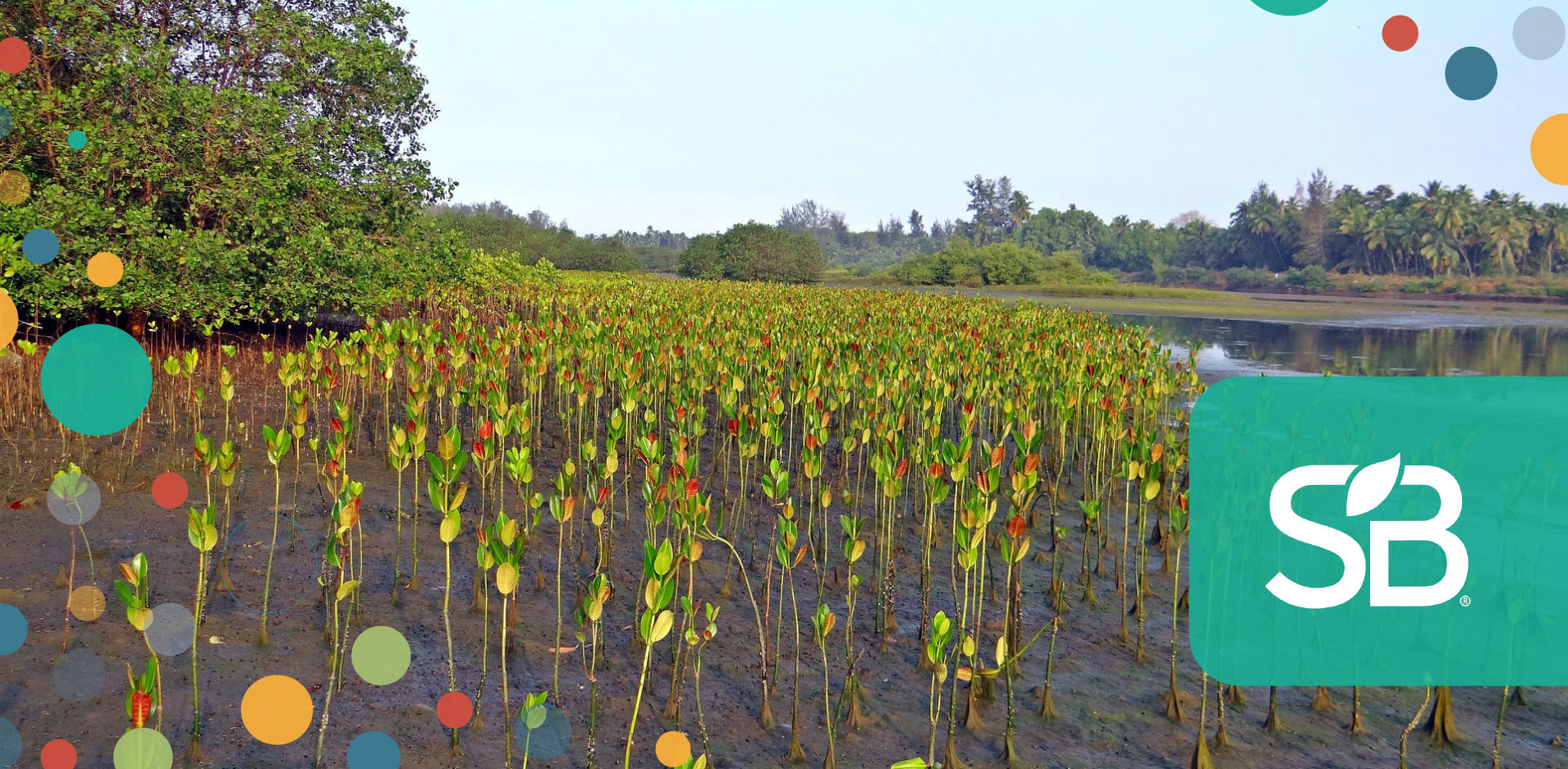 High-Quality, Nature-Based Solutions in Indonesia: Allying with Communities, Restoring Ecosystems