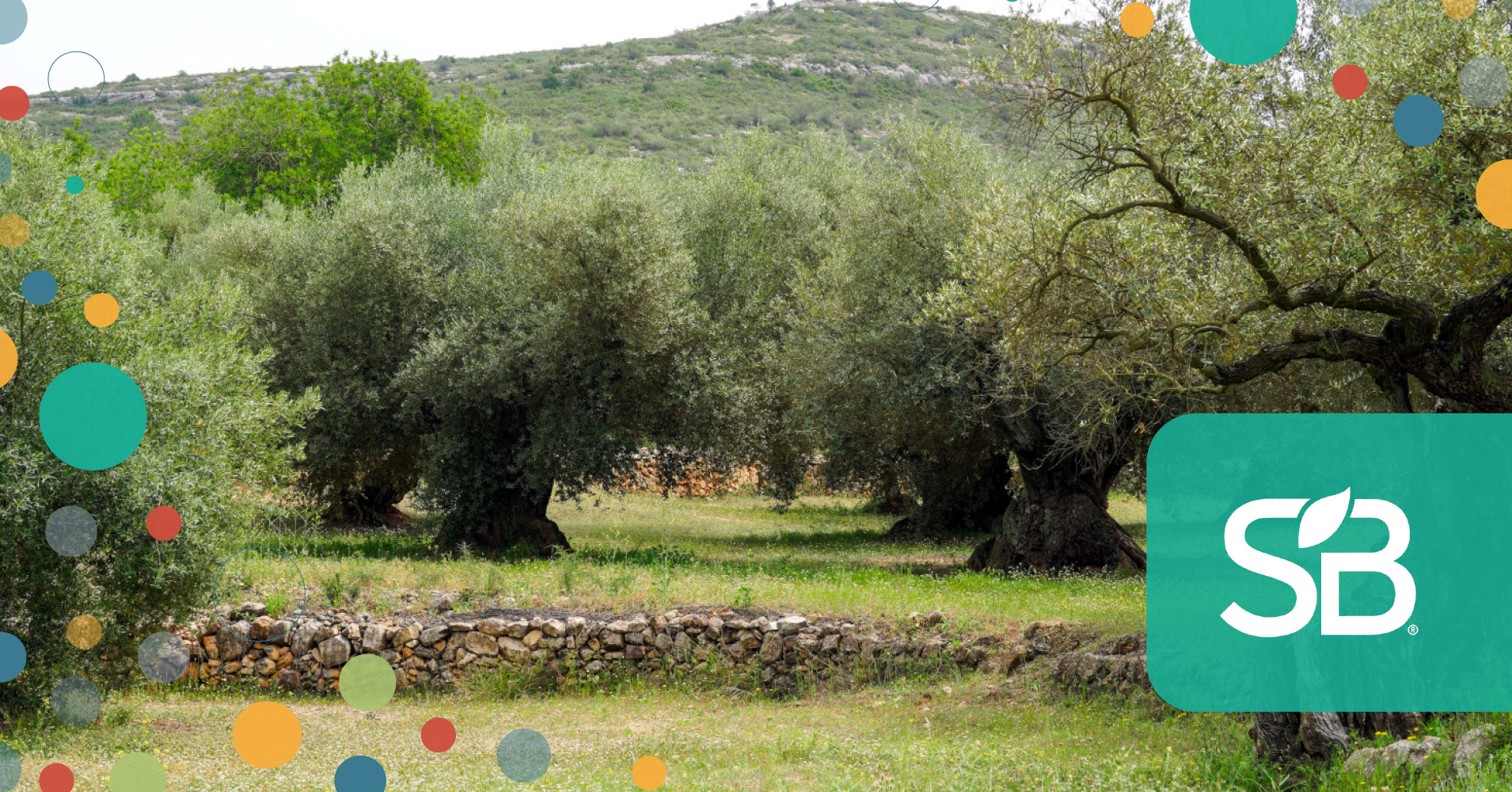 Ancient Olive Trees Key to Protecting Region’s Ecology and Economy