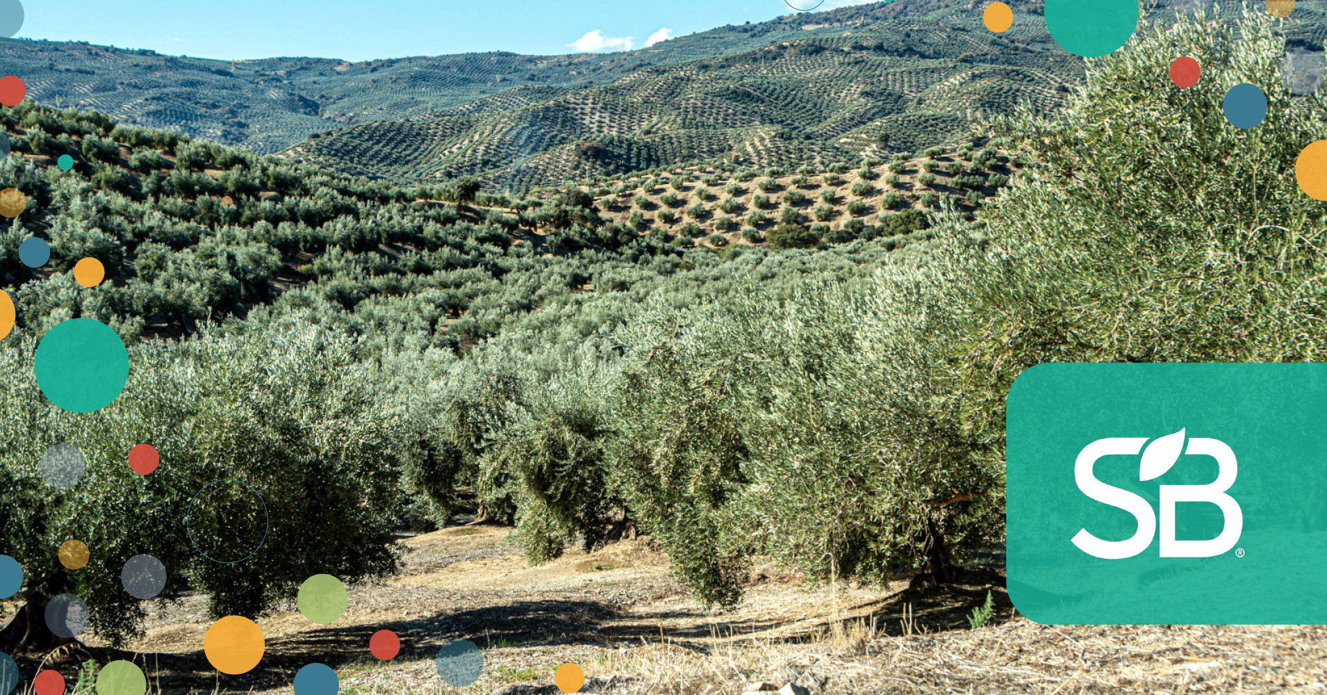 Future-Proofing Olive Farming: Balancing Tradition and Modern Practices
