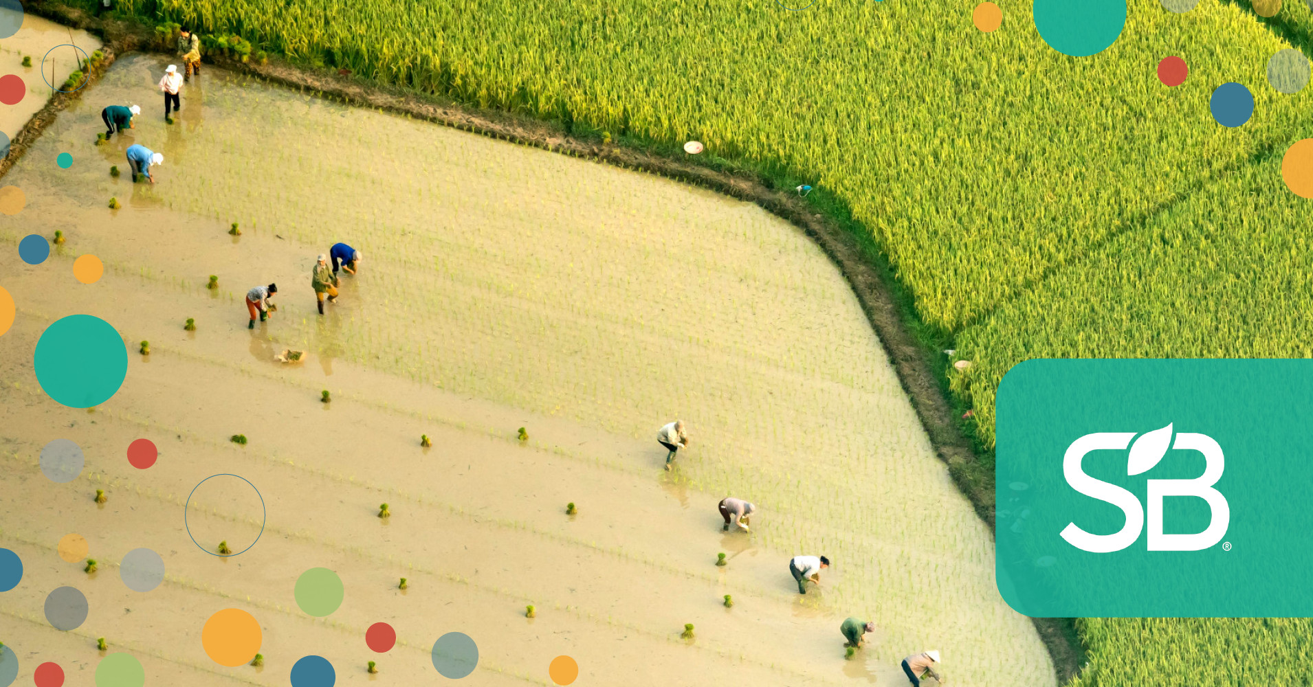 Enhancing Photosynthesis Could Hold Key to Climate-Resilient Crops