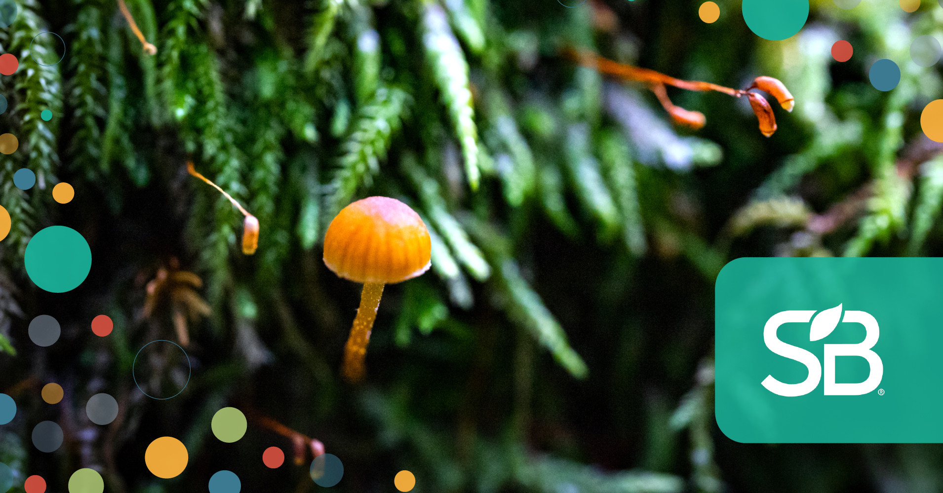 New Tech Uses Fungi to Supercharge Forest Growth